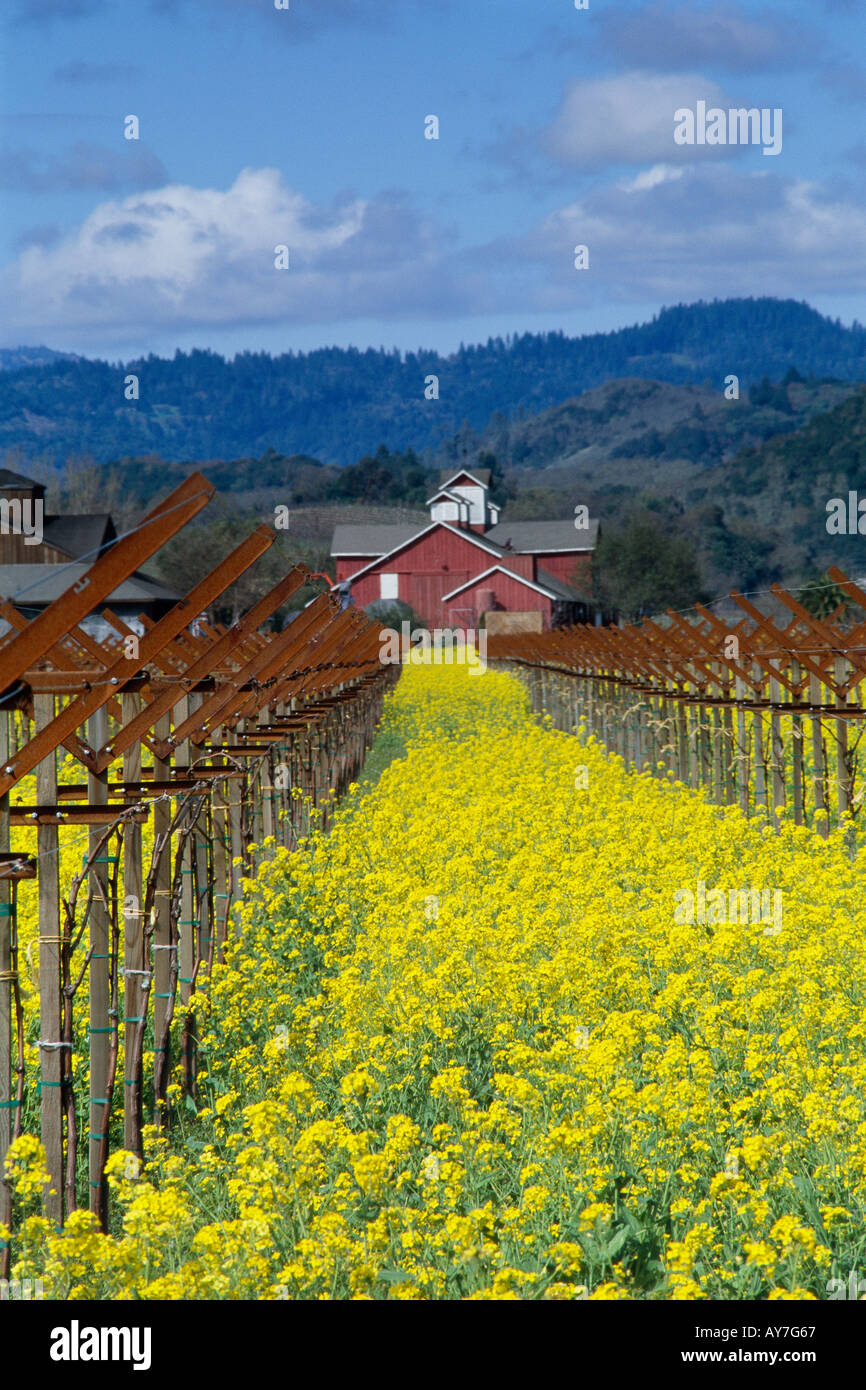 red barn in a field of mustard in Napa Valley in spring showing grape ...