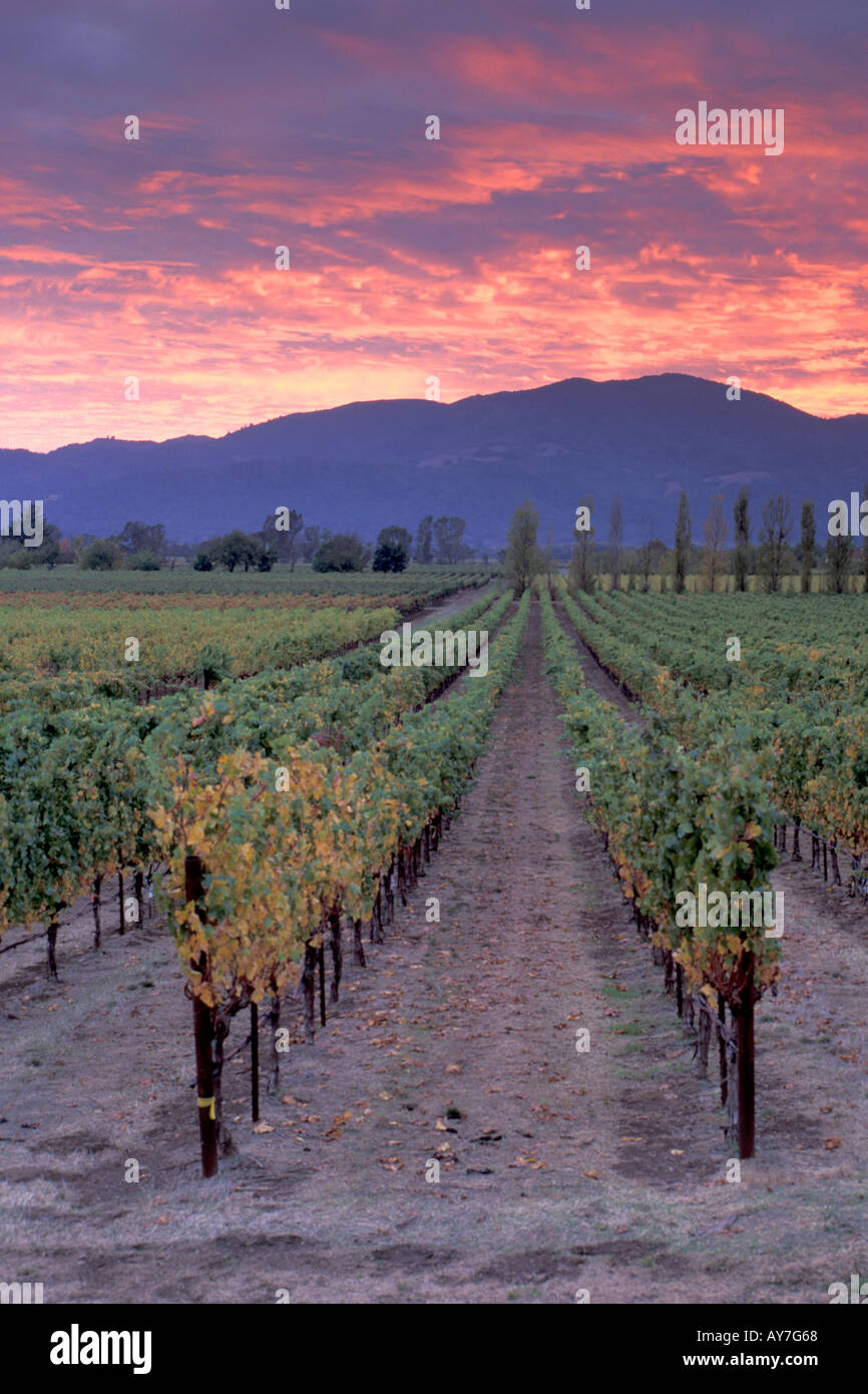 fiery red sunset over grape vines and vineyard in Napa Valley ...
