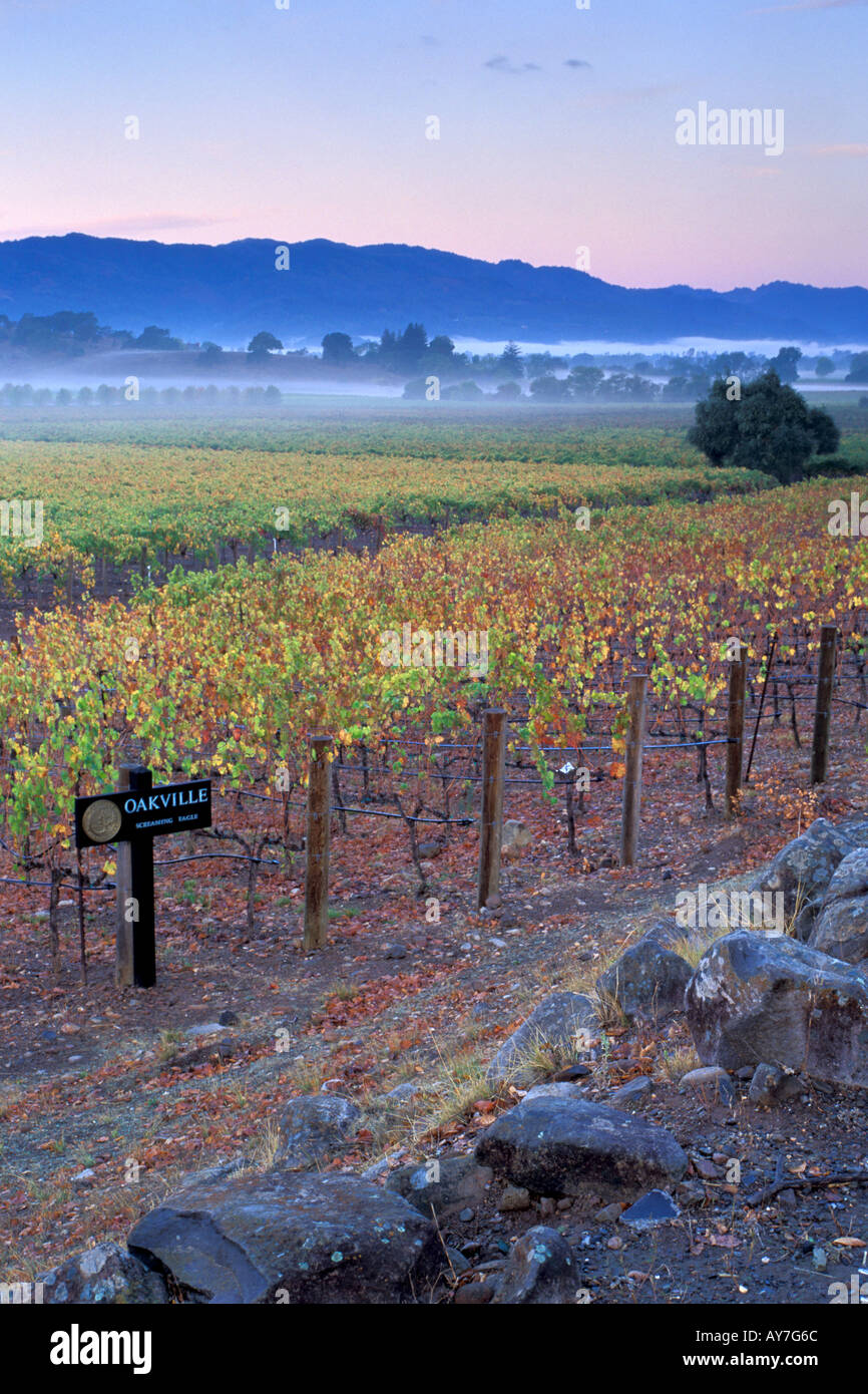sunrise in fall with autumn colors in Napa Valley vineyards of Northern ...