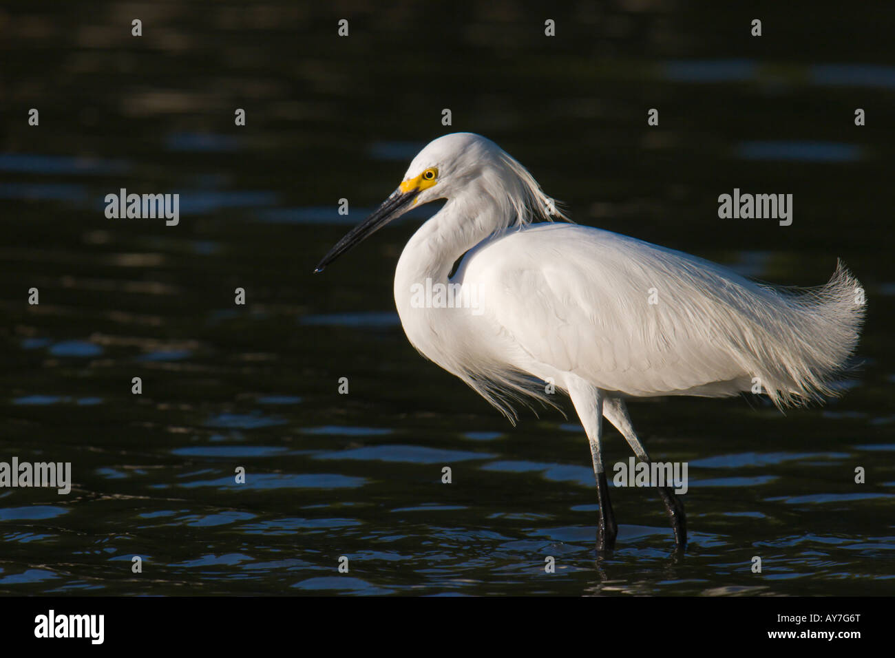 white egret snowy egret Stock Photo - Alamy
