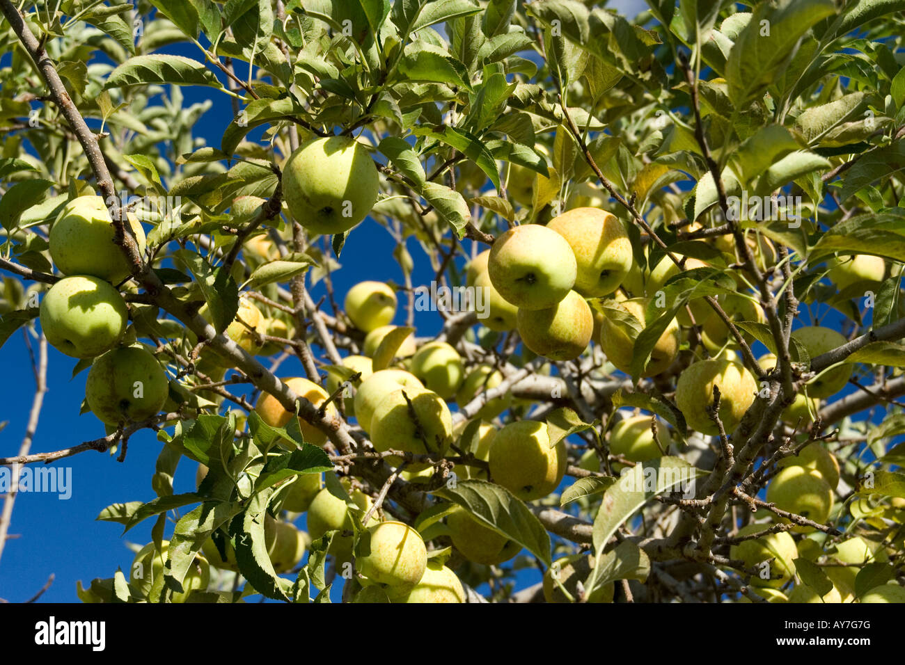 Photo of Golden apples growing in a tree with a deep blue sky in the ...