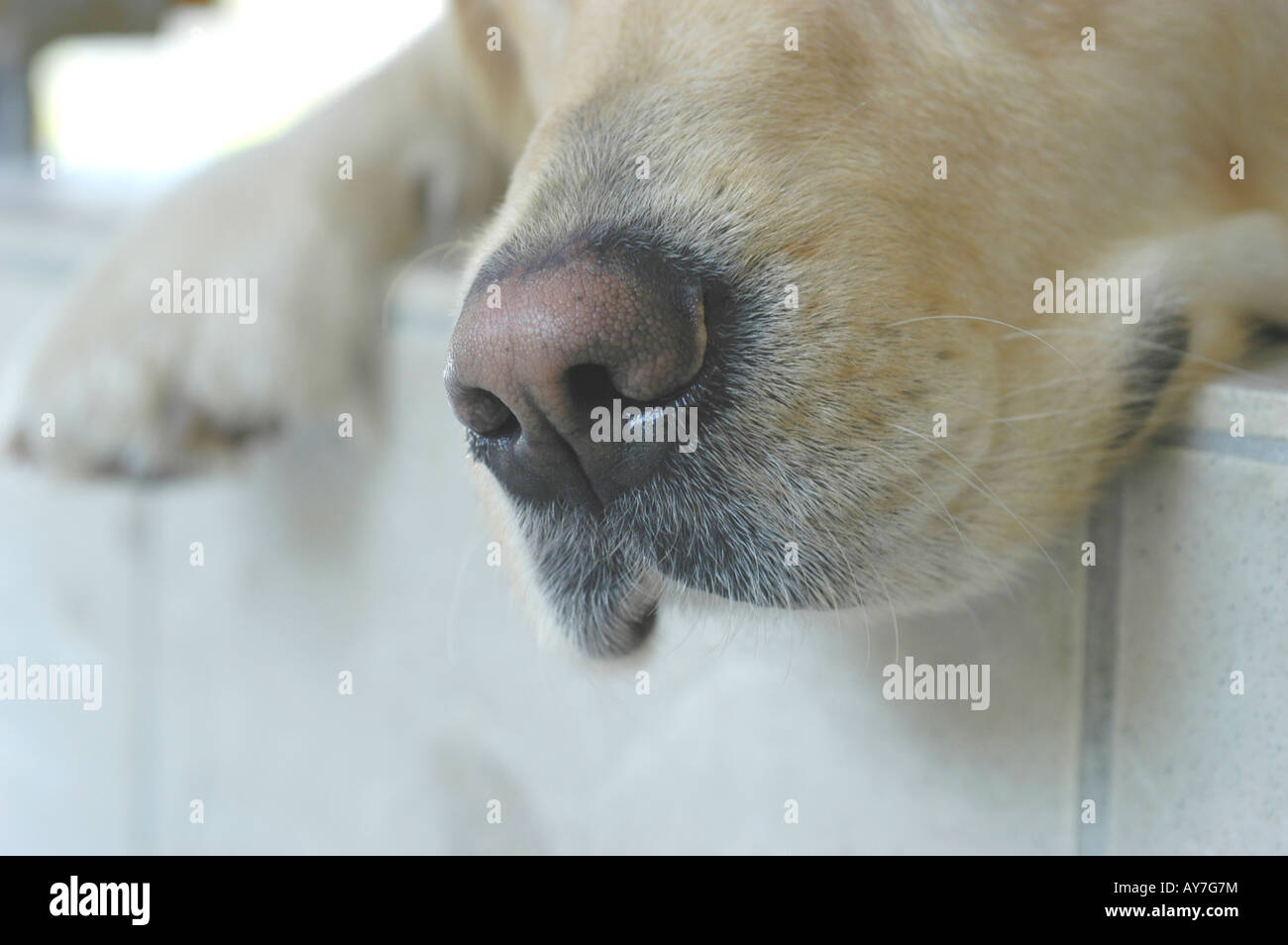 Golden Retriever dog lip Stock Photo - Alamy
