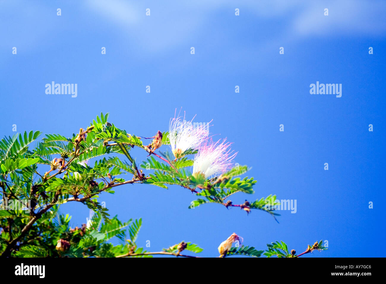 Calliandra pink flower hi-res stock photography and images - Alamy