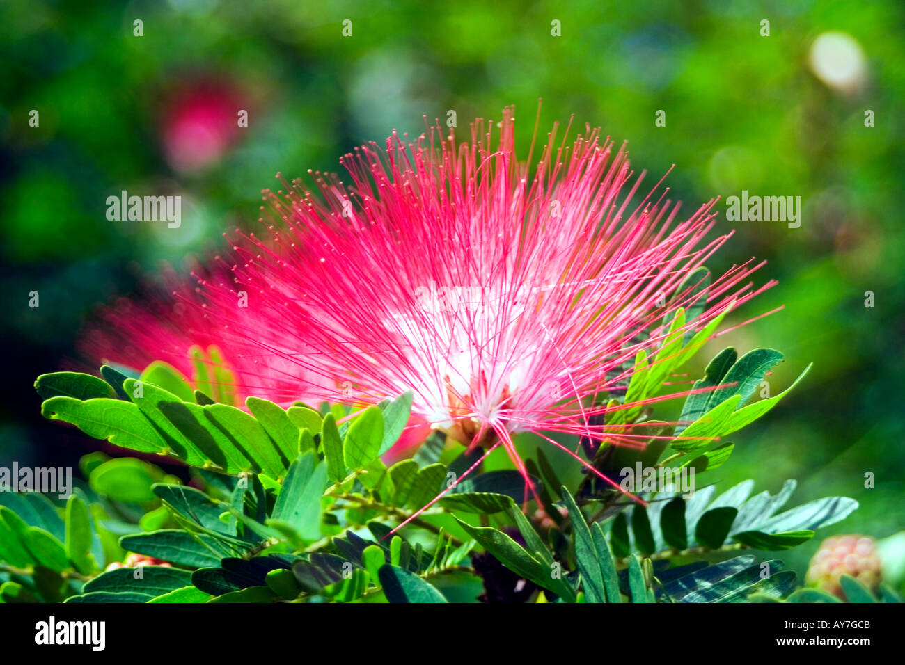 Esponja hi-res stock photography and images - Alamy