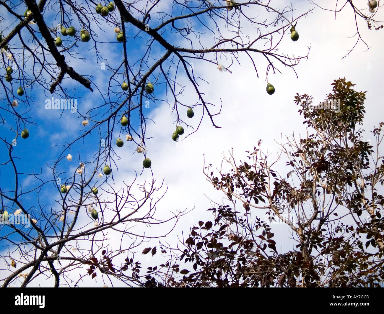 Floss Silk Tree Fruits Chorisia Speciosa Stock Photo - Alamy