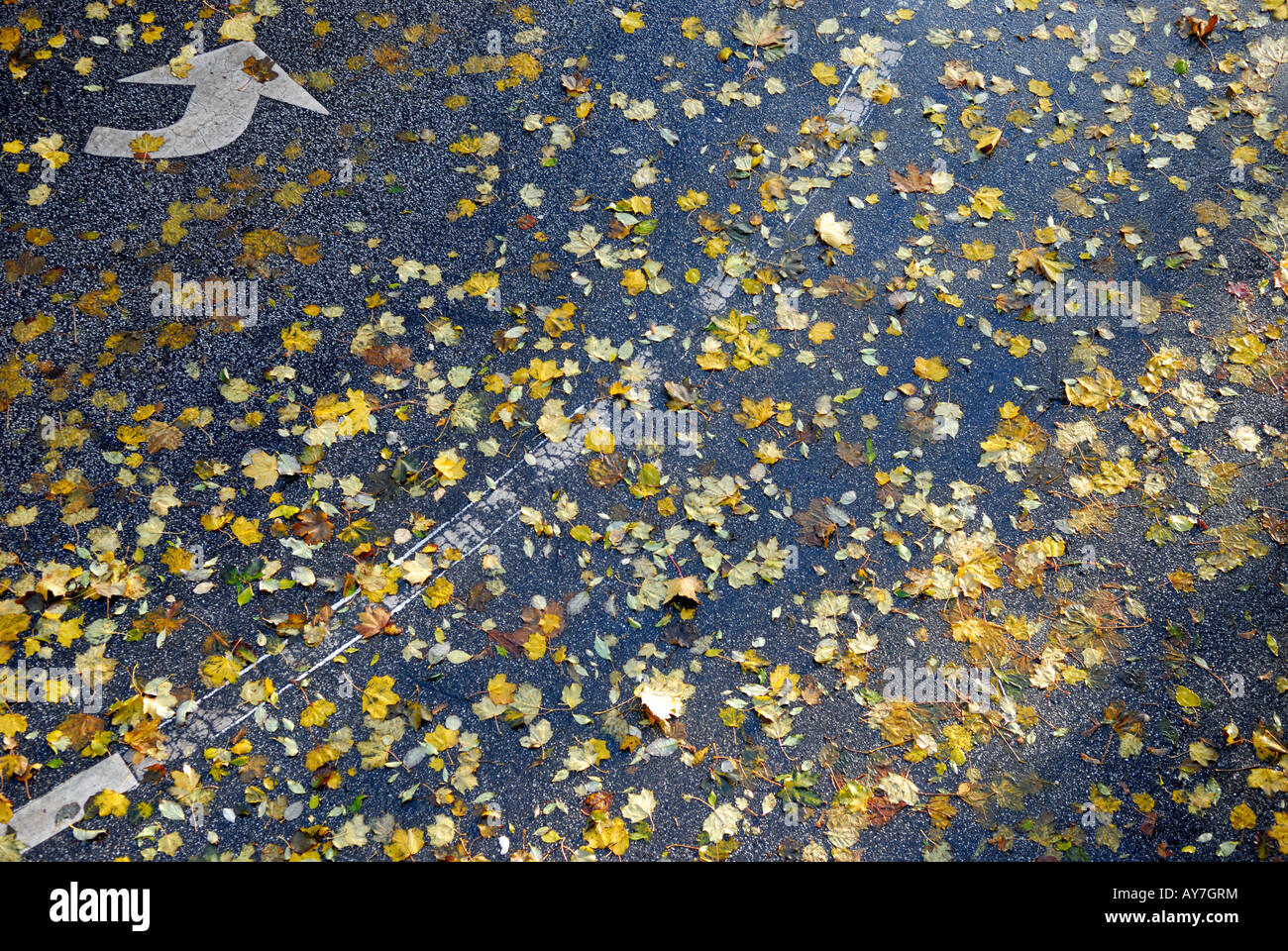 Directional arrow on leaves hi-res stock photography and images - Alamy