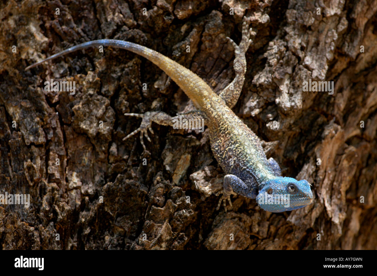 Blue-headed tree agama (Acanthocerus atricollis Stock Photo - Alamy