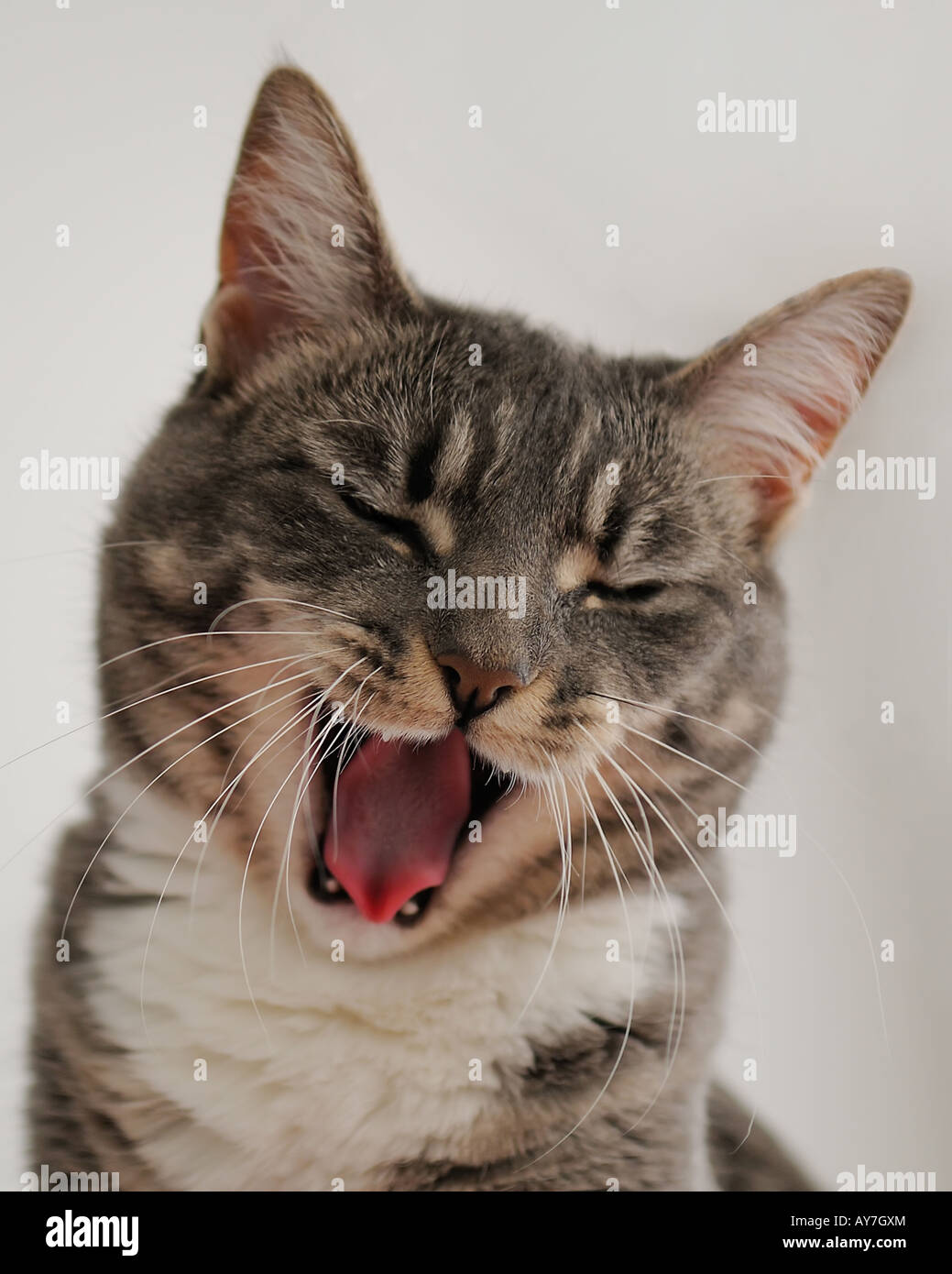 Is she yawning or laughing at me Stock Photo - Alamy