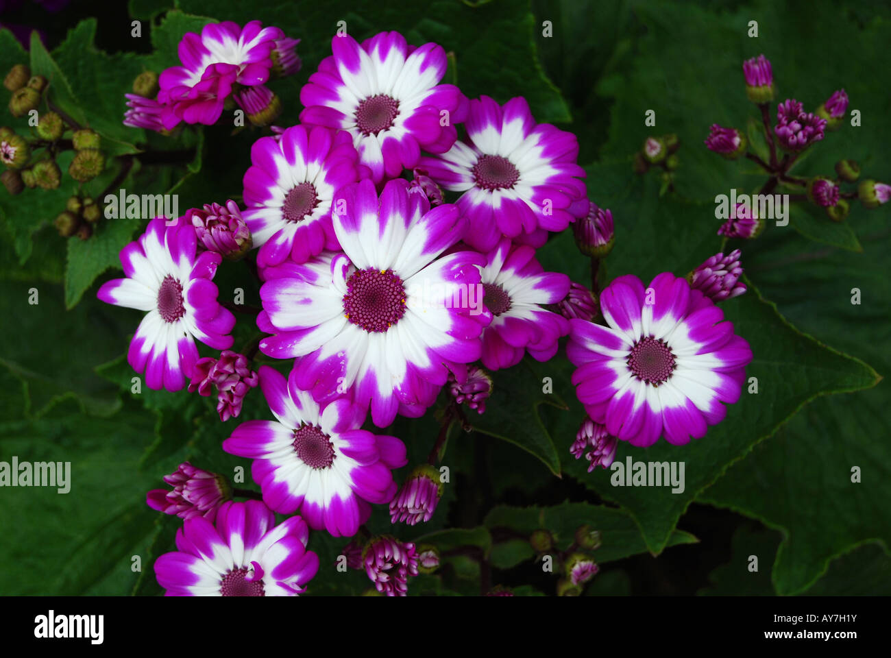 Mix two colors hi-res stock photography and images - Alamy