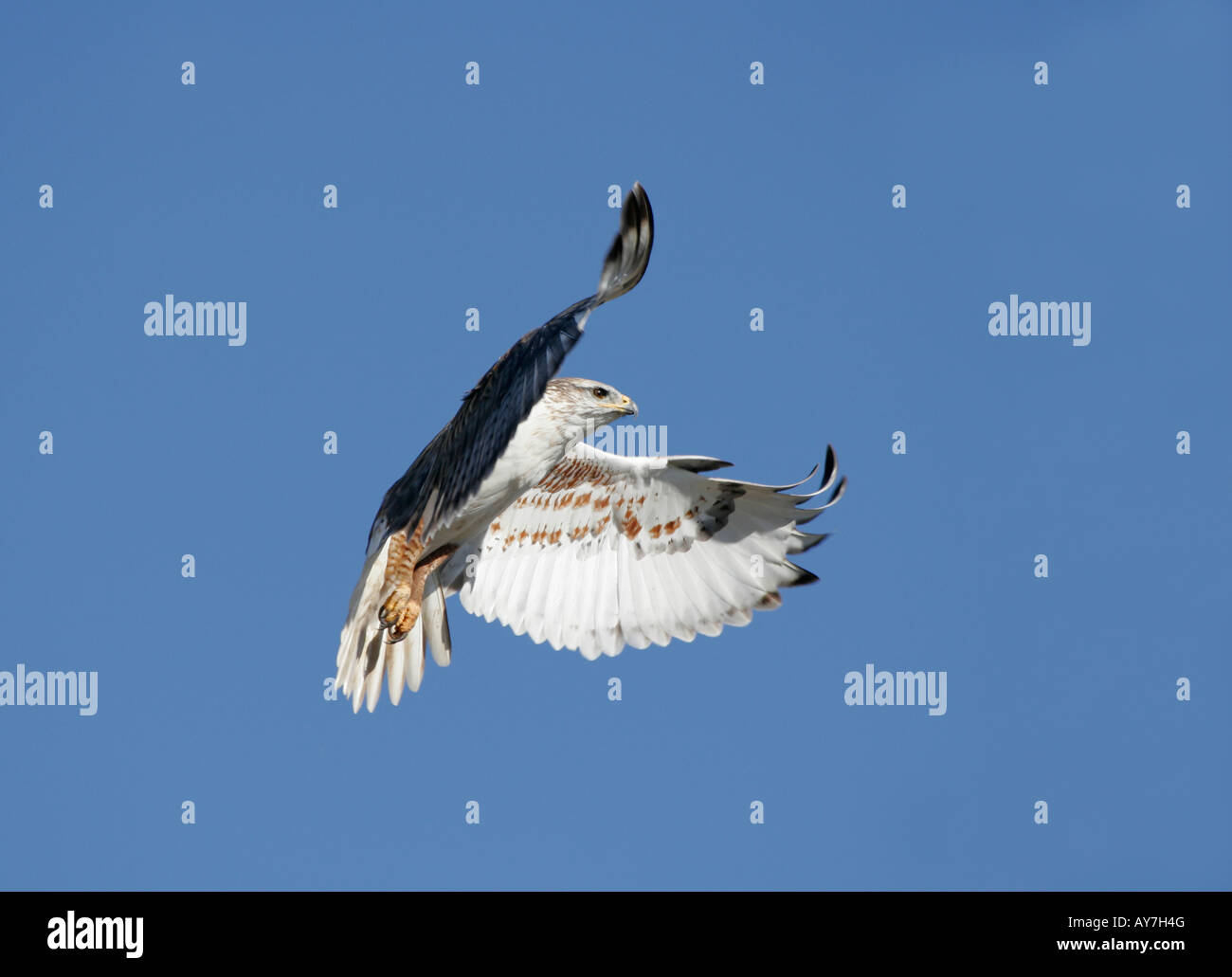 Ferruginous hawk landing in the Ramona Grasslands, San Diego ...