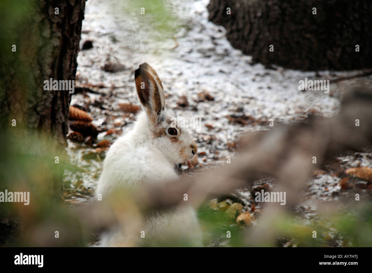 Hare grove hi-res stock photography and images - Alamy