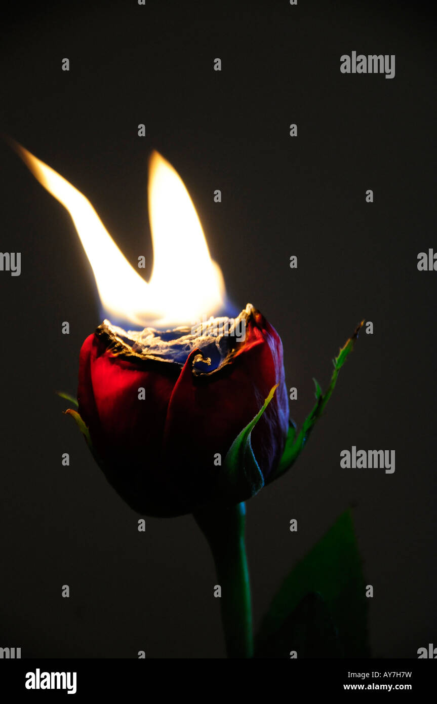 Fire rose hi-res stock photography and images - Alamy