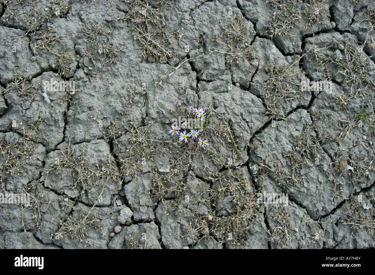 Dried up soil with flowers Stock Photo - Alamy
