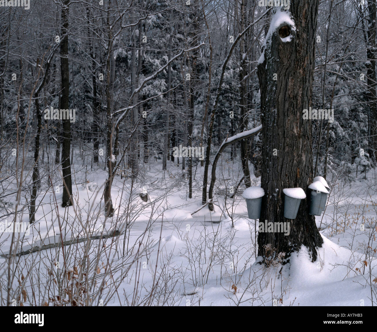 Maple grove quebec hi-res stock photography and images - Alamy