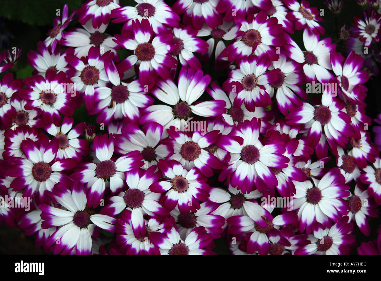 Two colored bunch of Spring flowers Stock Photo - Alamy