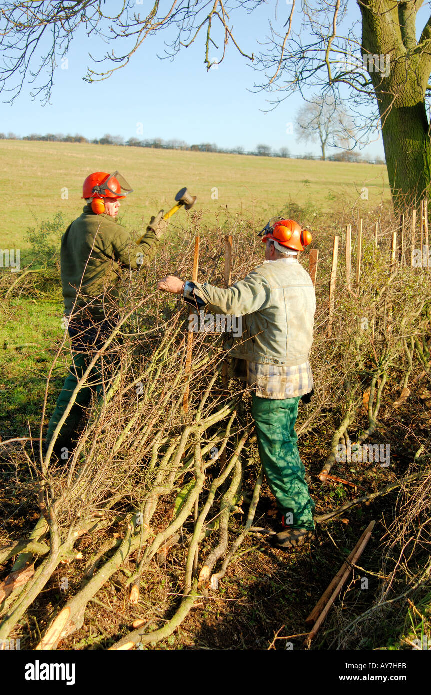 Winter Hedge Layering Stock Photo - Alamy