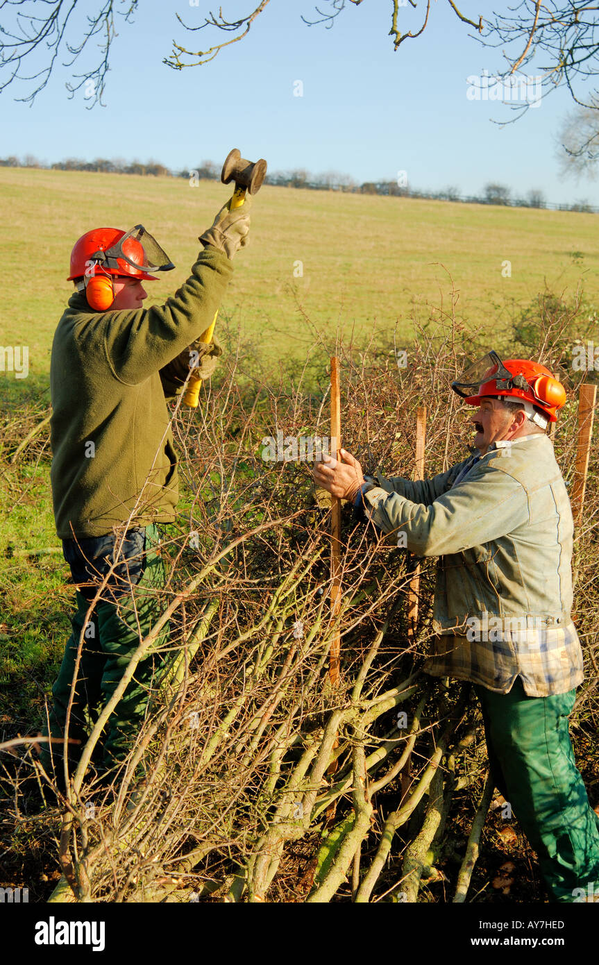 Hedge Layering Stock Photos & Hedge Layering Stock Images - Alamy