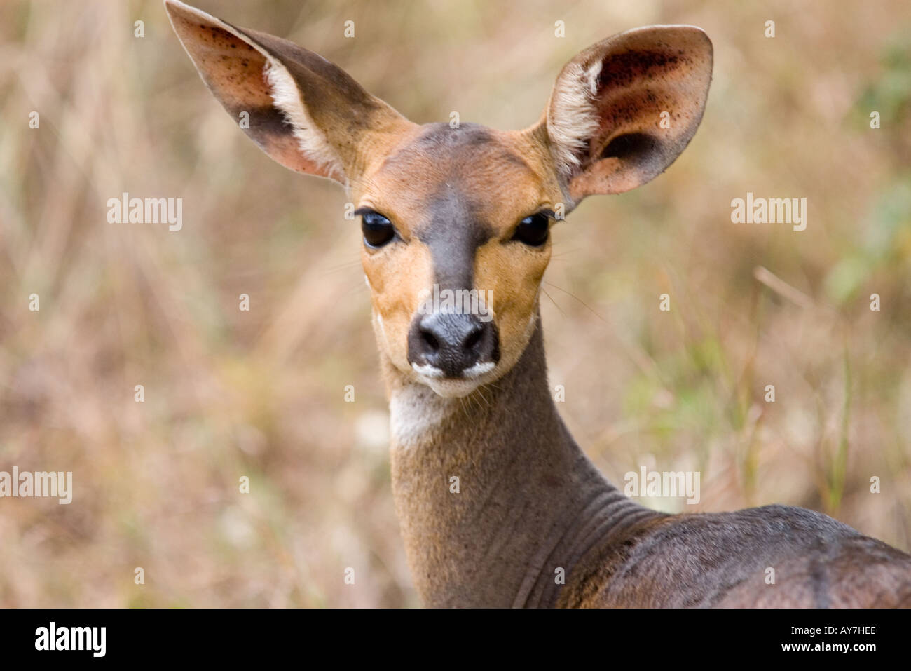Impala head shot Stock Photo - Alamy