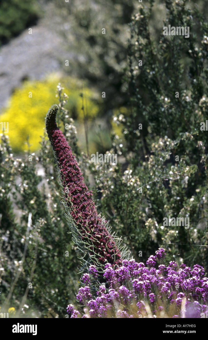 Red Tajinaste Echium wildpretii Teide National Park Tenerife Canary ...