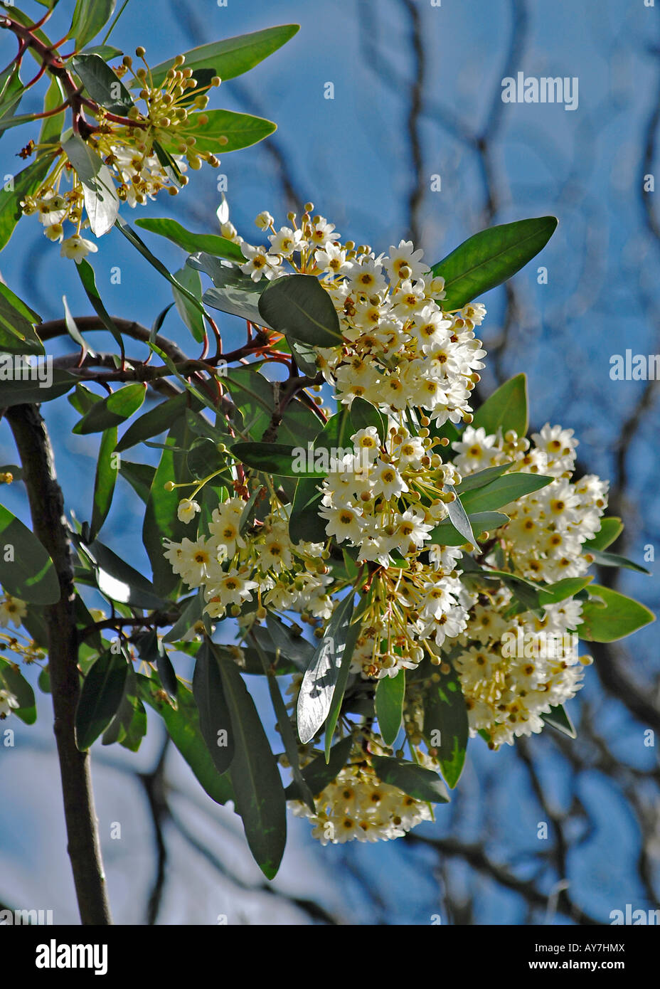 Drimys winteri (Winter's Bark) syn. Wintera aromatica Stock Photo - Alamy