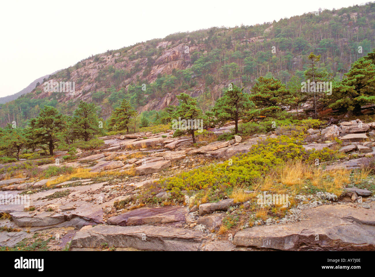 Rocky mountain side on Mt. Dessert Island, and Acadia National Park in ...