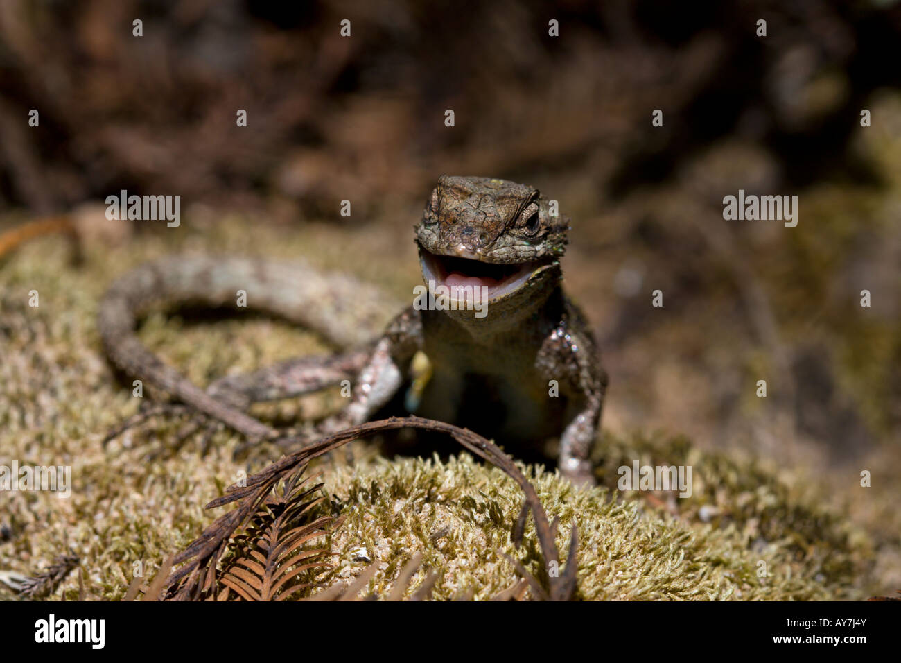 Geco hi-res stock photography and images - Alamy