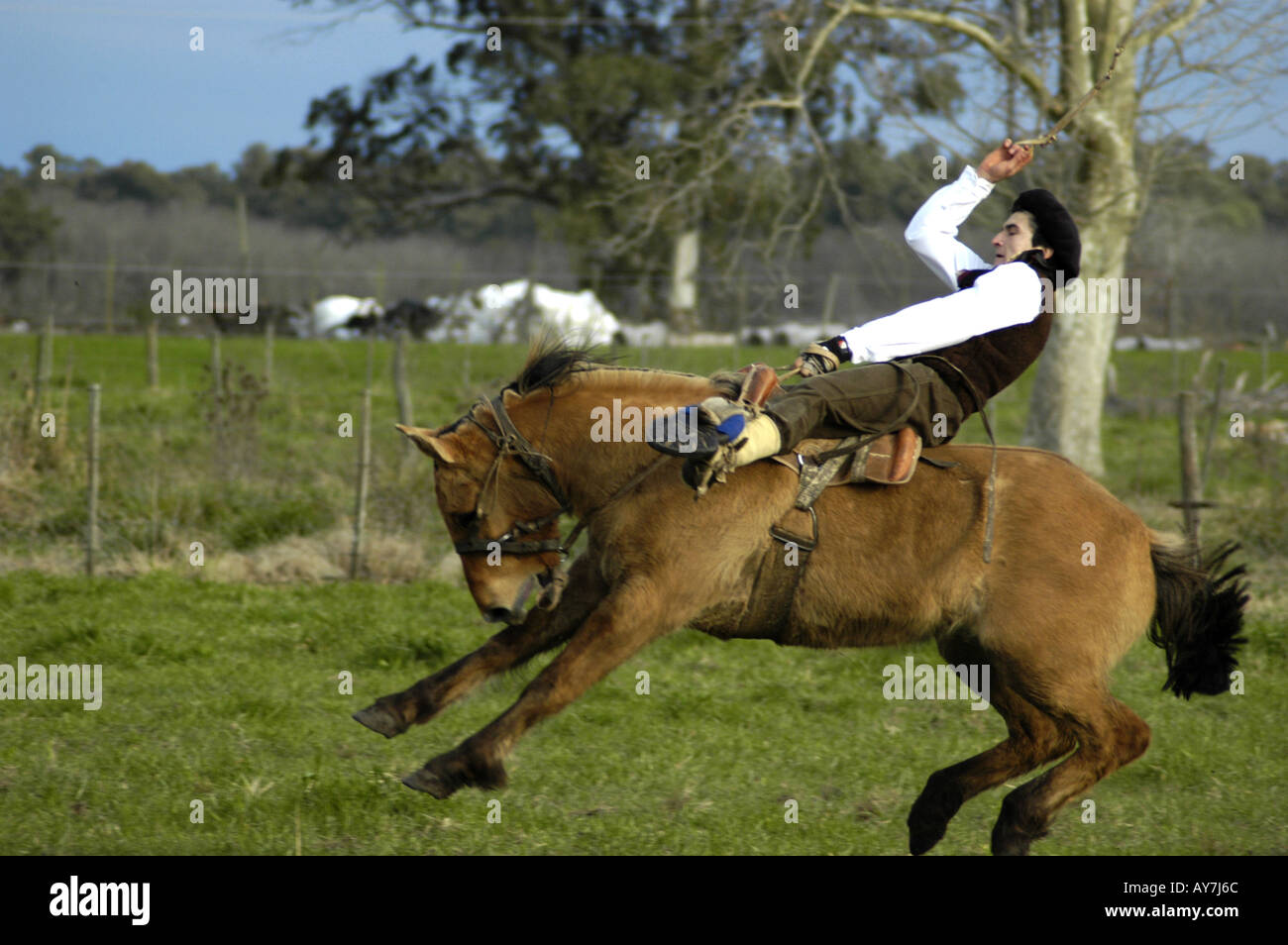 gaucho riding an horse Stock Photo - Alamy