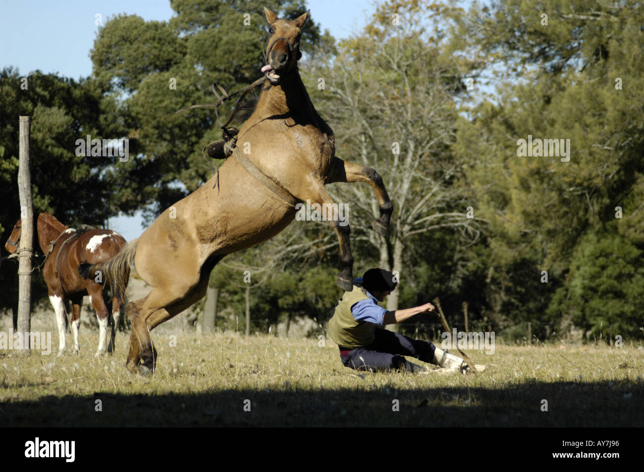 Horse jump fall hi-res stock photography and images - Alamy