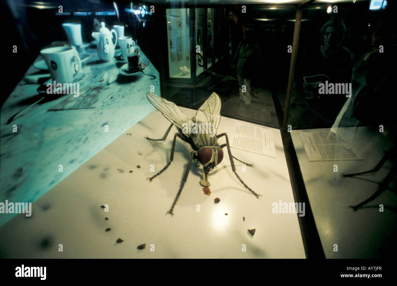 Giant fly in the nature-historical museum Stock Photo - Alamy