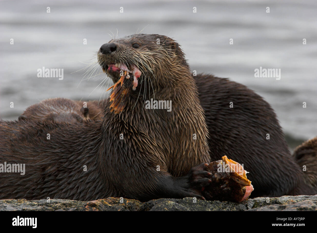 Northern River Otter Lontra canadensis (two) devouring rock fish close ...