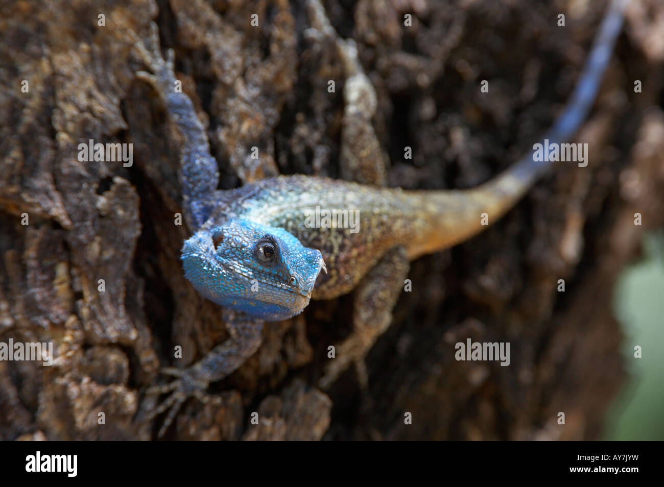 Tree Agama Lizard Climbing Tree High Resolution Stock Photography and ...