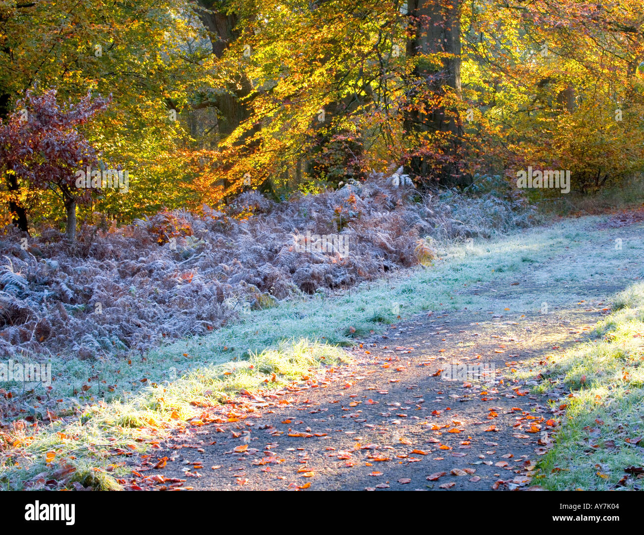 Forest path on an autumn morning hi-res stock photography and images ...