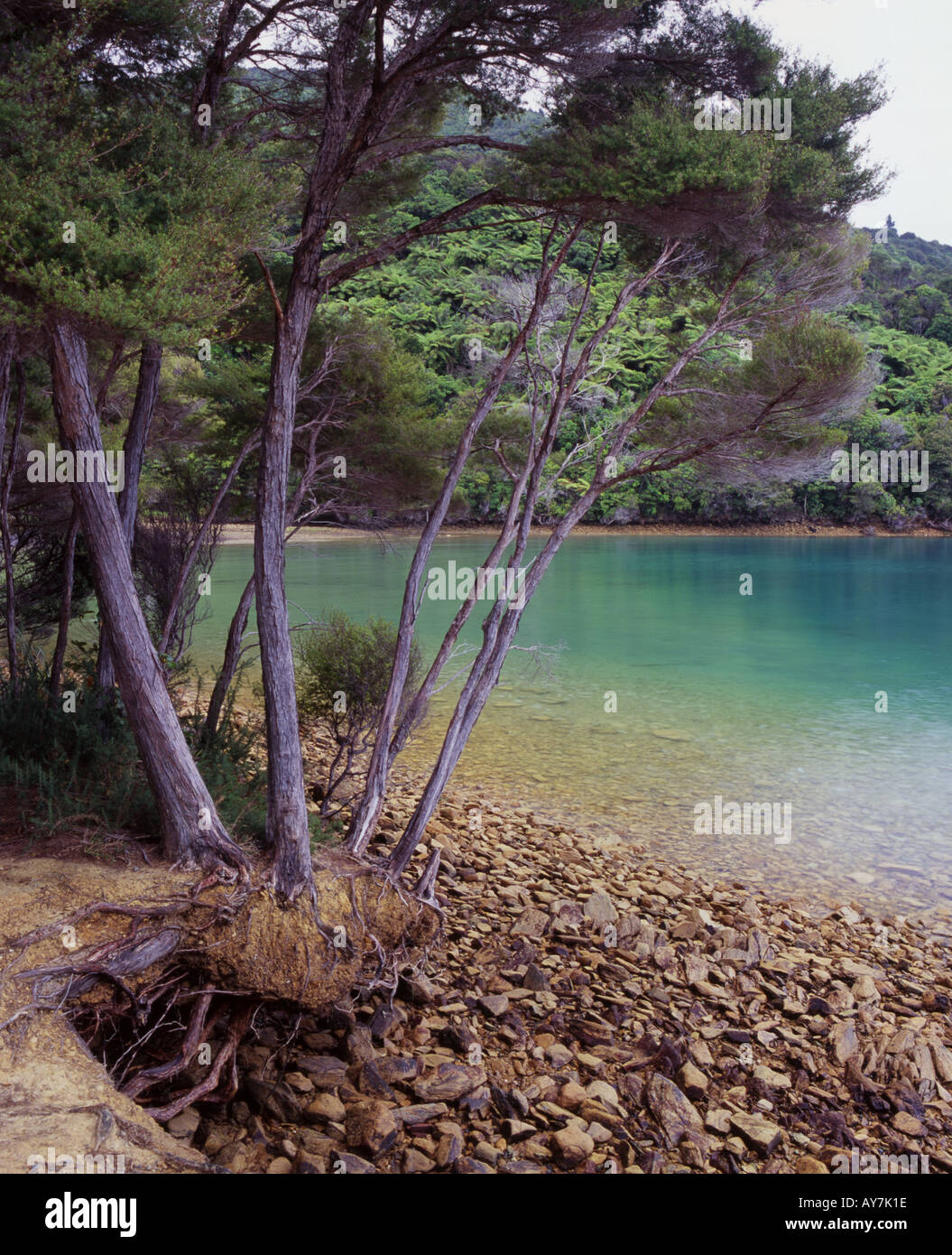 Camp Bay in Endeavour inlet Queen Charlotte Sound South Island New ...