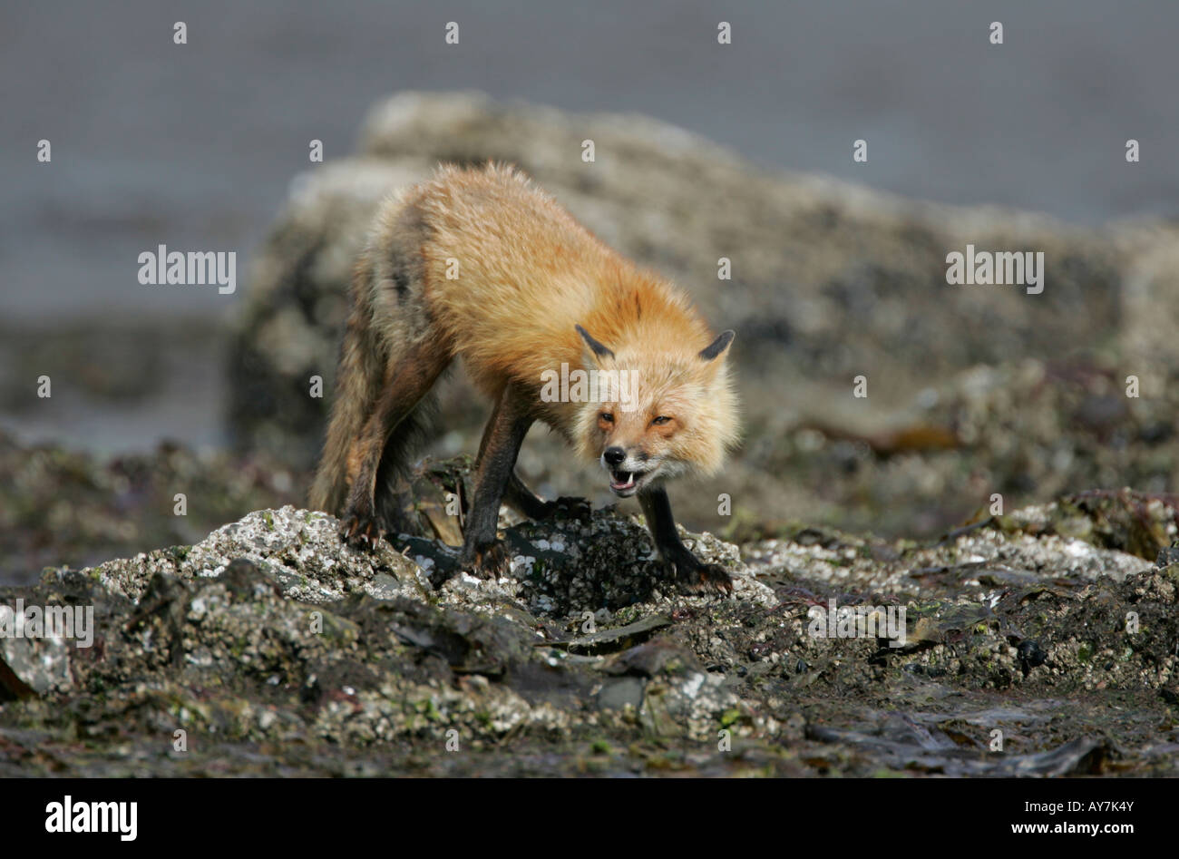 Red fox on the beach at low tide, Katmai Peninsula, Alaska, USA Stock ...
