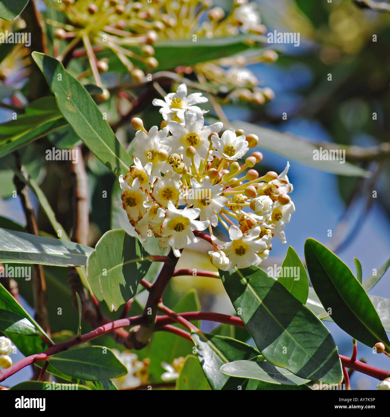 Wintera aromatica syn Drimys winteri (Winter's bark Stock Photo - Alamy