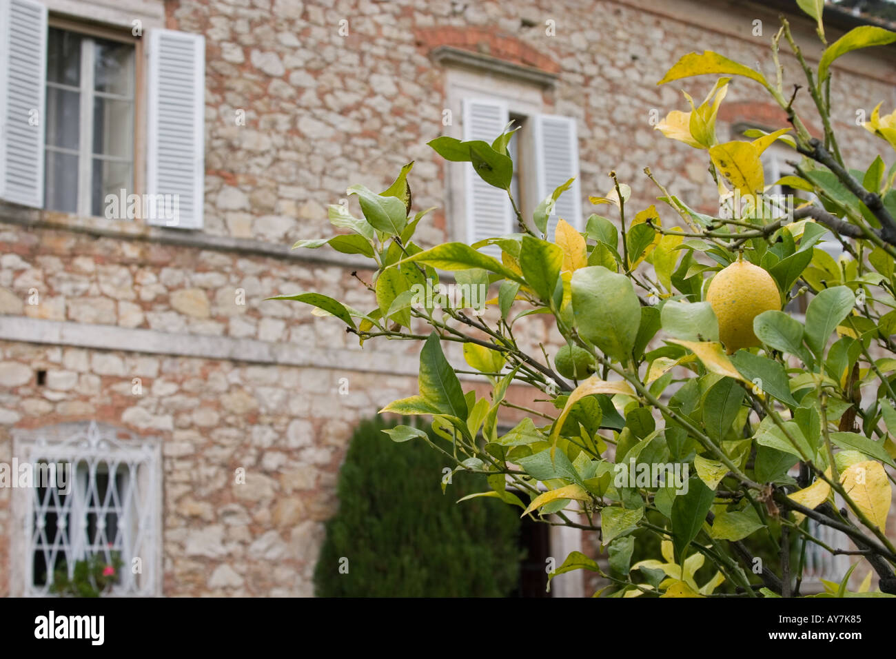 Typical farm house courtyard with lemon tree in the crete senesi, Siena ...