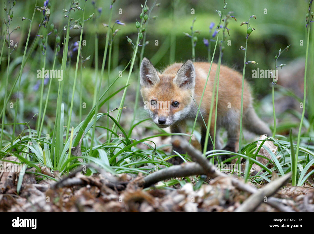 Red Fox cub (Vulpes vulpes Stock Photo - Alamy
