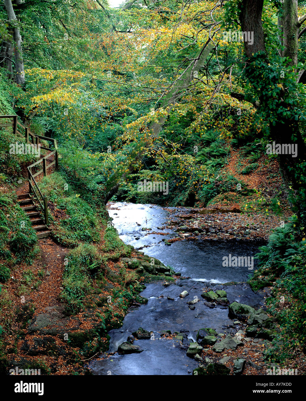 forest park with stream flowing with green foliage on either side in ...