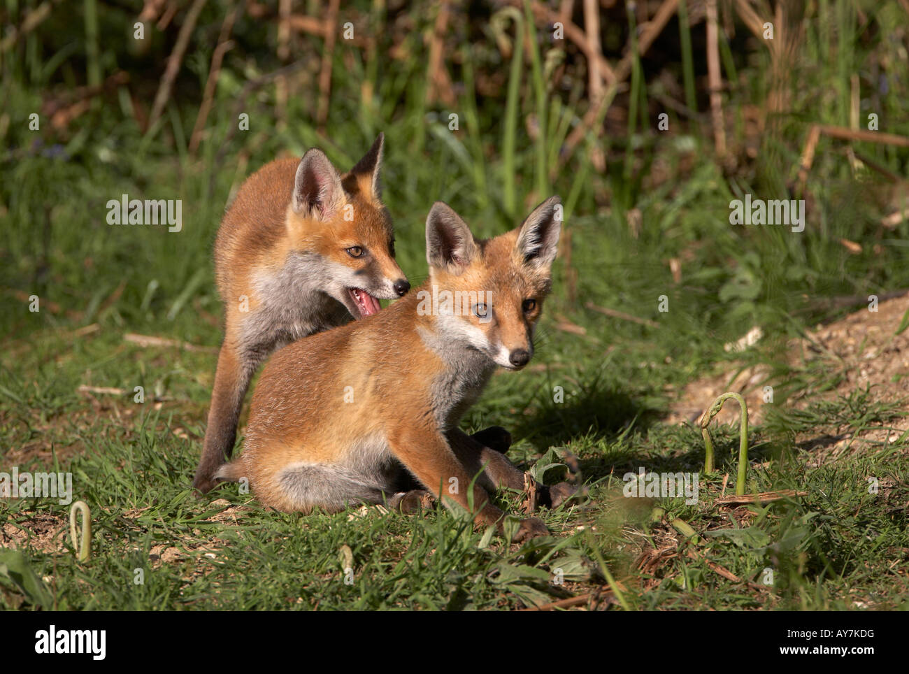 Two Fox cubs (Vulpes vulpes Stock Photo - Alamy