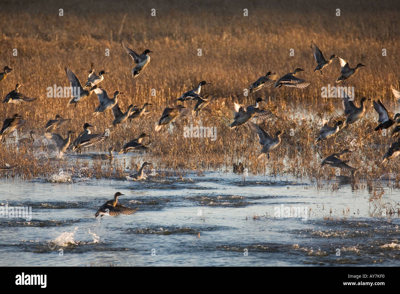Ducks Taking Off Stock Photo - Alamy
