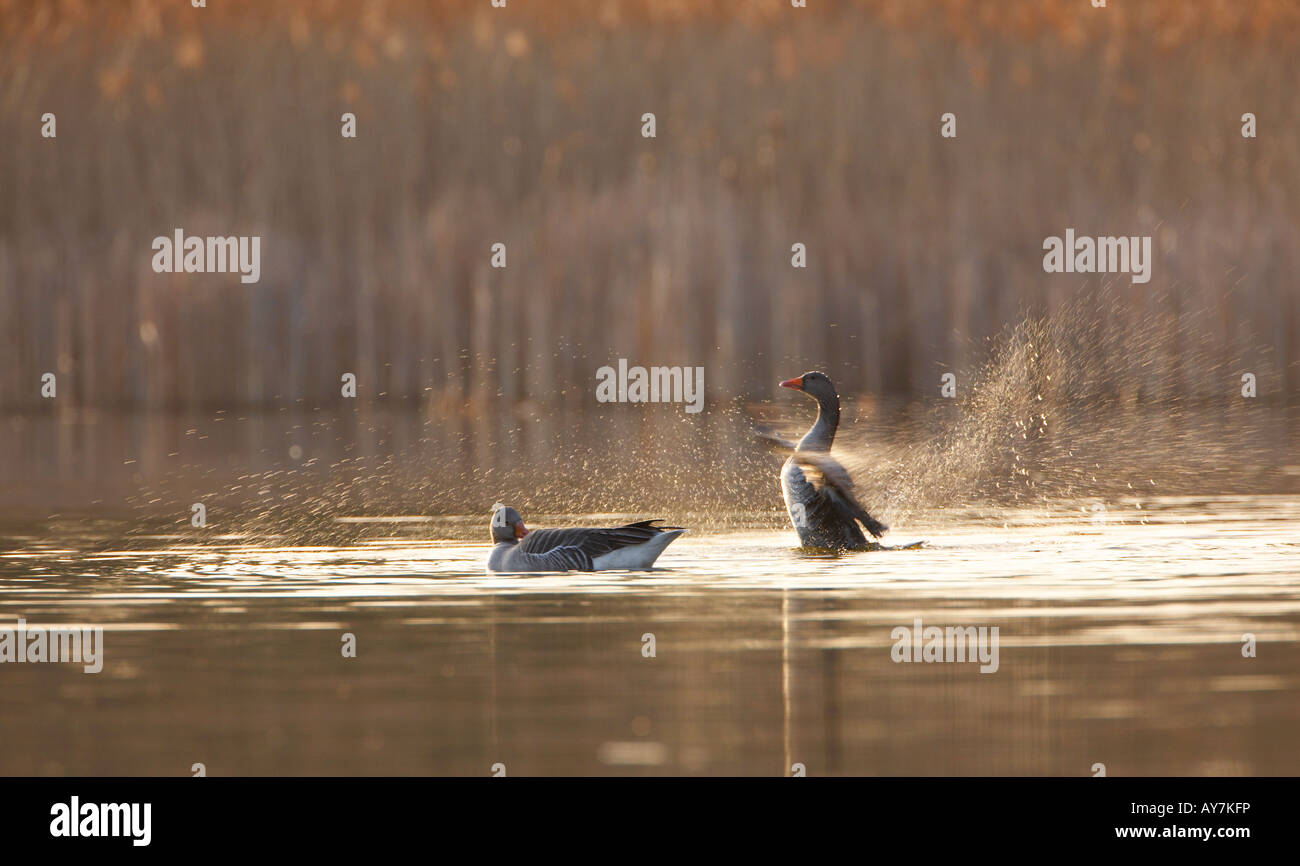 Greylag Geese (Anser anser) mating display Stock Photo - Alamy