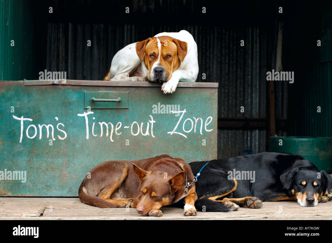 A large dog resting above smaller dogs Stock Photo - Alamy