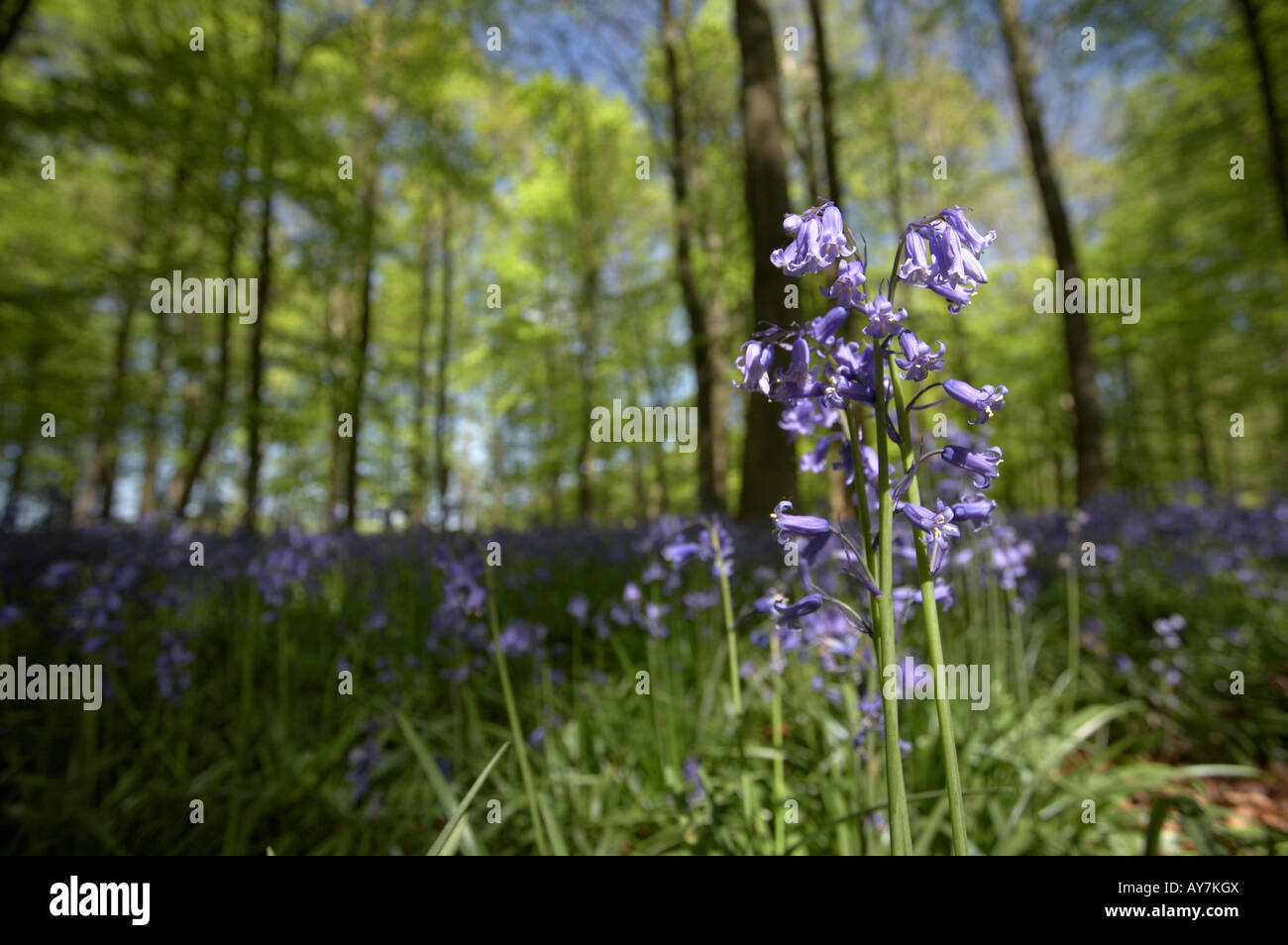 English Bluebell woods (Hyacinthoides non-scripta Stock Photo - Alamy