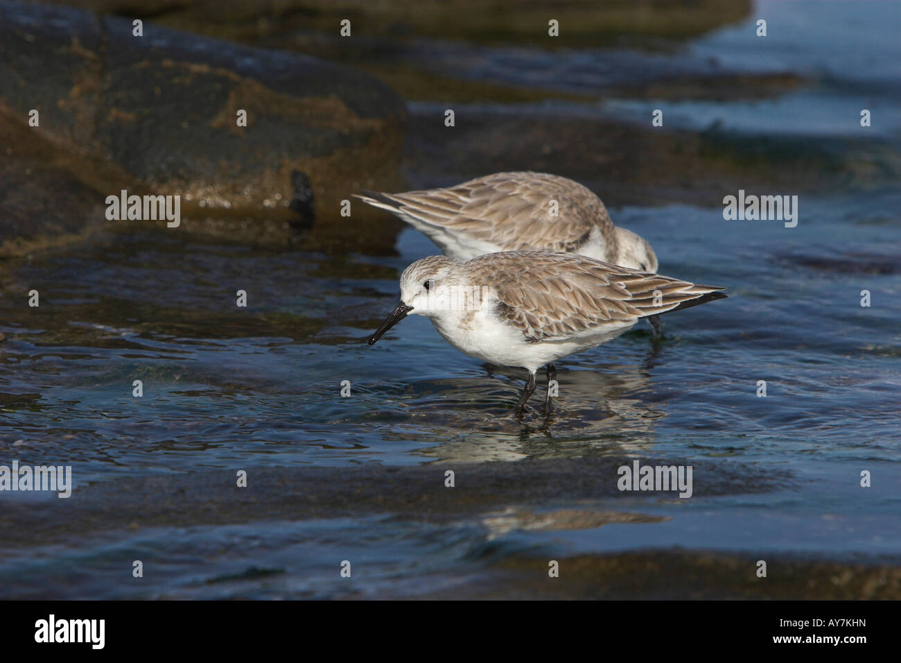 Sanderling Calidris alba feeding along shoreline on mollusks etc ...