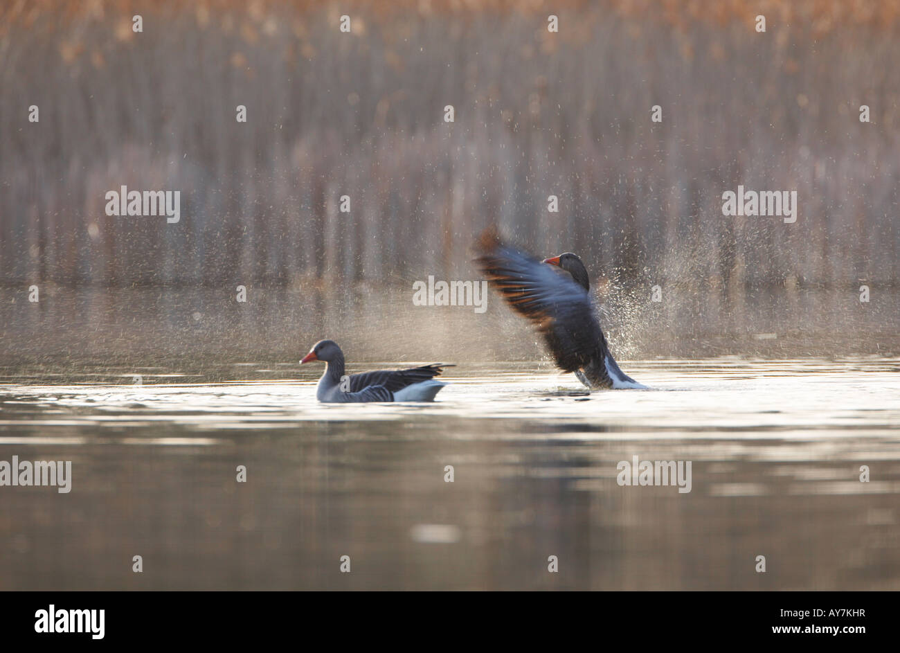 Greylag Geese (Anser anser) mating display Stock Photo - Alamy
