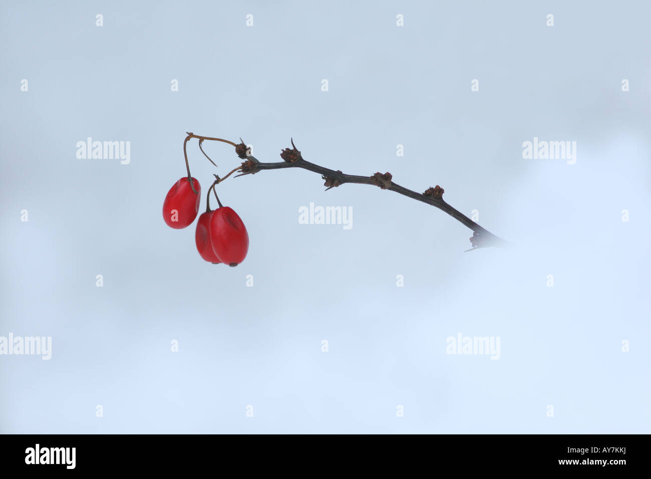 JAPANESE BARBERRY KOBOLD BERBERIS THUNBERGII IN WINTER IN NORTHERN ...