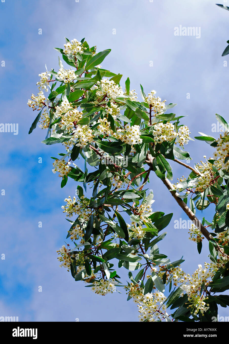 Drimys winteri syn. Wintera aromatica (Winter's Bark Stock Photo - Alamy