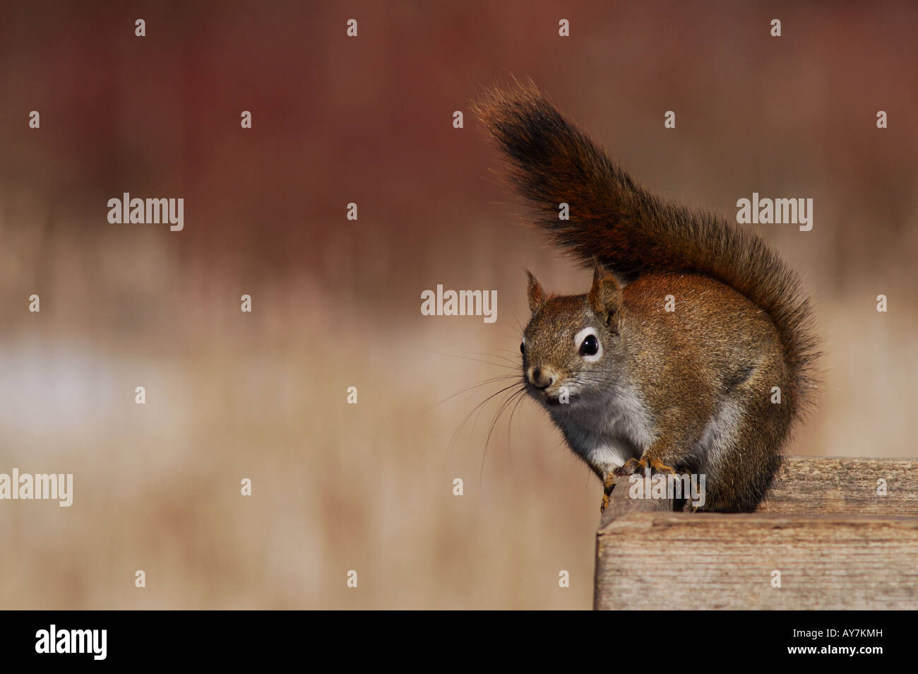 American Red Squirrel Stock Photo - Alamy