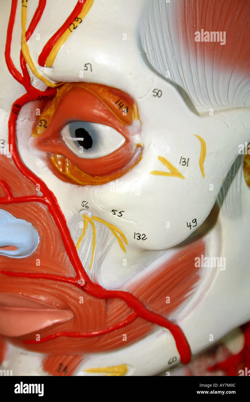 Anatomical science hi-res stock photography and images - Alamy