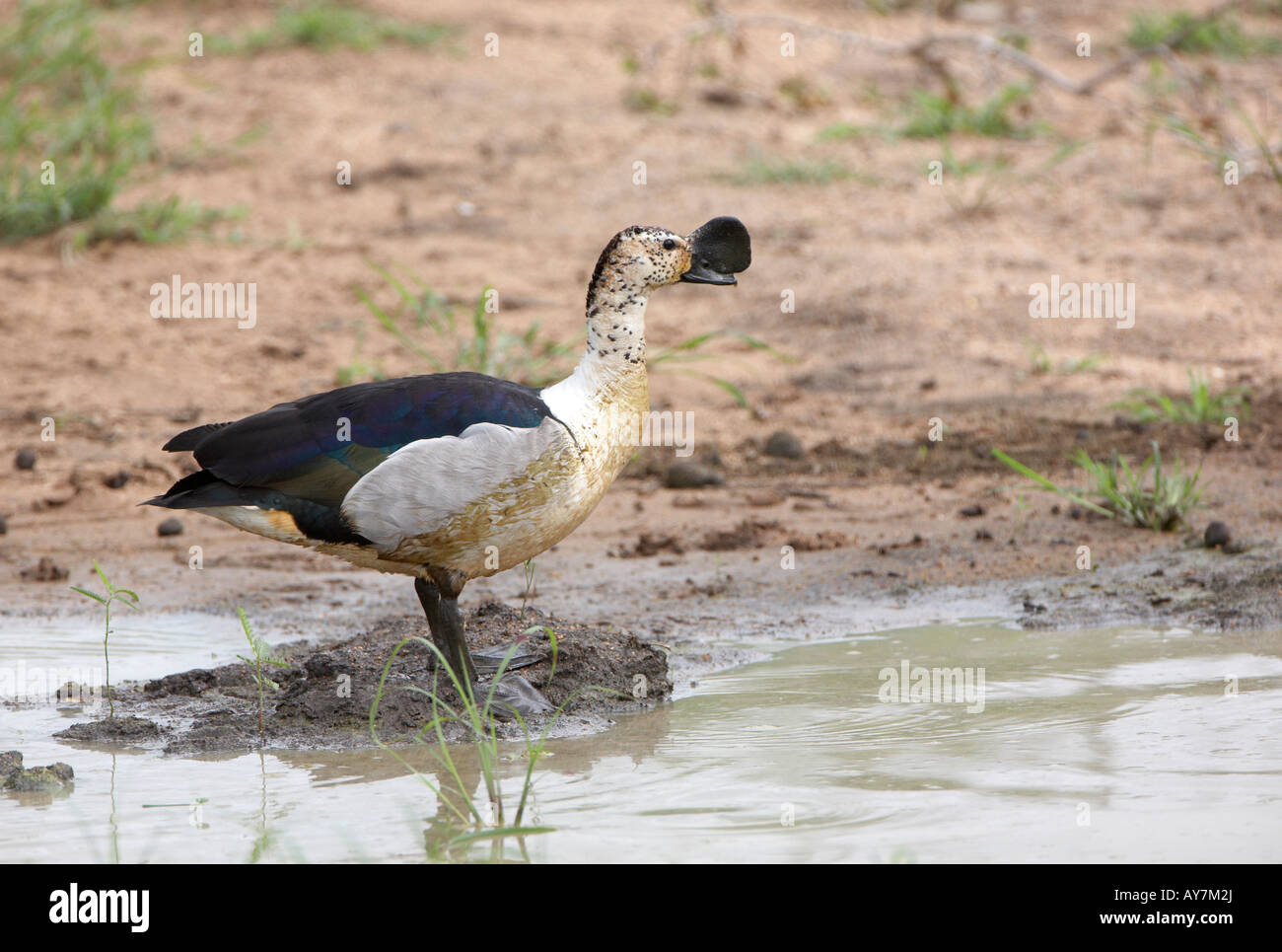 Male African Comb Duck or Knob-billed Duck (Sarkidiornis melanotos ...